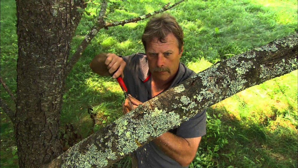 How To Correctly Trim Your Trees For The Fastest Healing-The 3 Cut ...