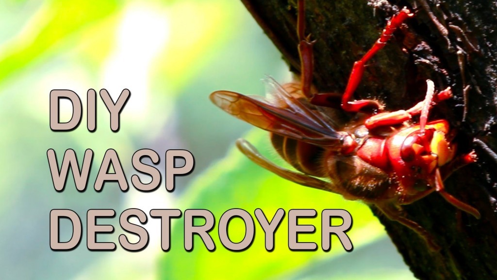 Secret DIY Weapon Against Wasps - Wise DIY | Wise DIY