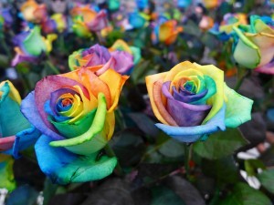 Dipping Roses In Food Coloring has an AMAZING Effect - Page 2 of 2 ...