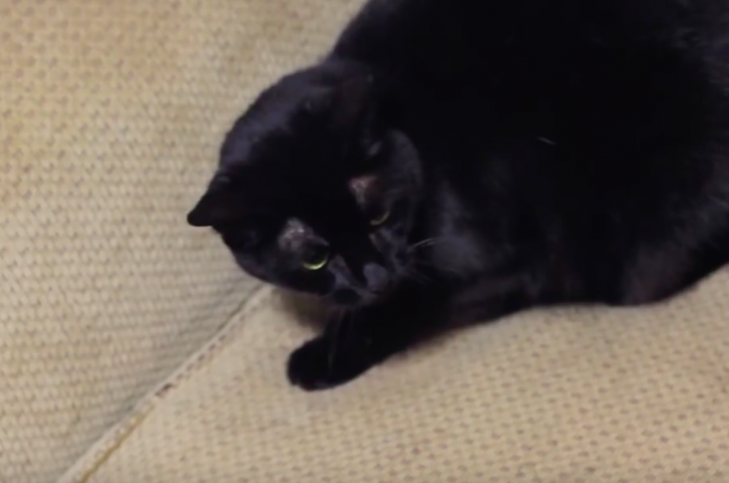 He Got His Cat To Stop Clawing At The Furniture With One Household Item ...